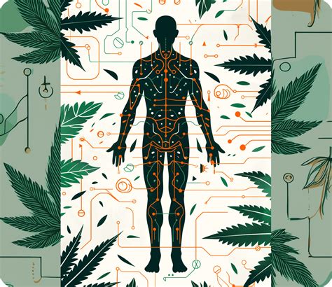 Cannabis In Your Body Your Endocannabinoid System Explained