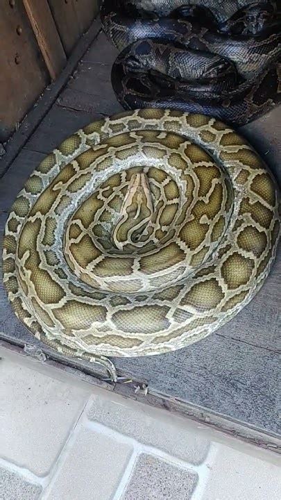 2 Giant Pythons Shorts Youtube