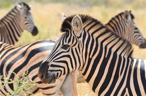 Zebras In North Africa