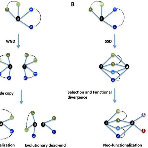 Distinct Functional Fates For Genes Duplicated By Small Scale Download Scientific Diagram