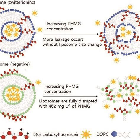 5 6 Carboxyfluorescein Leakage From Dopc Liposomes By A Phmg And B Download Scientific