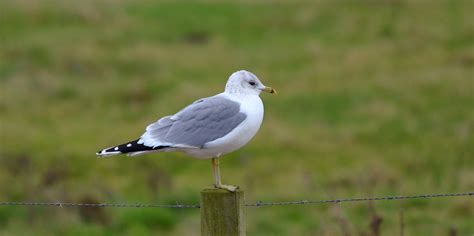 The Early Birder Common Gull