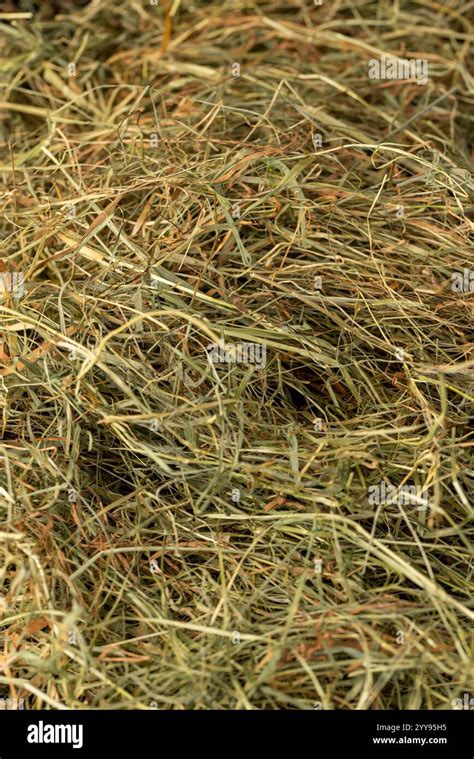 Dry Grass Hay For Animal Feeding Dehydrated Dried Grass For Hay Stock
