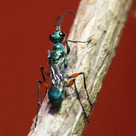 Jewel Wasp