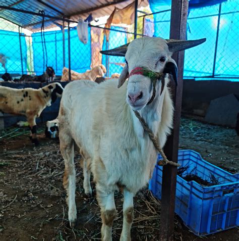 Treatment For Dry Cough In Sheep And Goat Sheepfarming Sheep Themodernshephard Goatfarming
