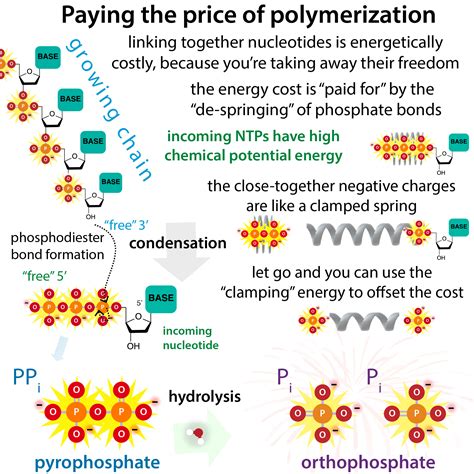 Dna Polymerase Reaction Type