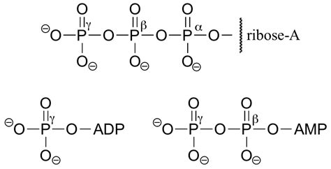 Phosphoryl Functional Group