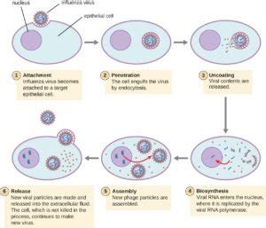 Viral Replication Cycle Definition Steps Mechanisms Biology Notes Online