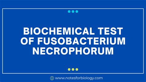 Biochemical Test Of Streptococcus Pyogenes Best Biology Notes Reference Articles