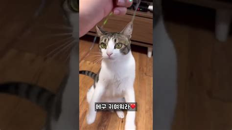 우리집 얼굴천재 고양이 코숏 고등어태비 Youtube