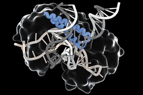 Researchers Have Identified A New Rna Guided System Tigr Tandem Interspaced Guide Rna That
