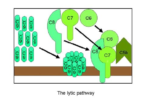 Complement System Complement Refers Historically To Fresh Serum