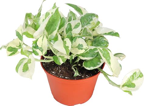 آشنایی با ۱۸ گونه انواع پتوس گیاهان آپارتمانی سه برگ