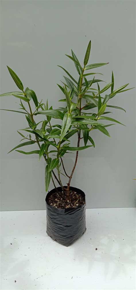 Hebe Macrocarpa 3l Kaipara Coast Plant Centre And Sculpture Gardens