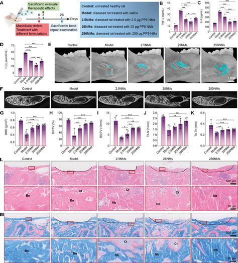 Pp5 Nms Promote Osteogenesis In A Rat Model Of Mandibular Defects A Download Scientific