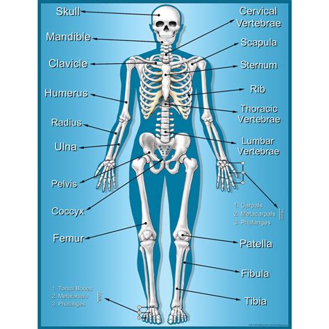 Skeleton Chart TCR7632 Teacher Created Resources