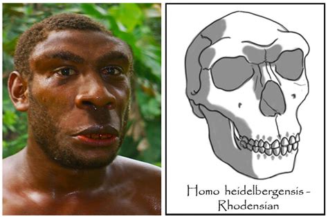 Homo Rhodesiensis Male By Babanovac0232 On Deviantart