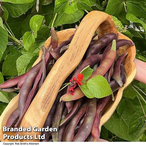Runner Bean Black Knight Seeds Dobies