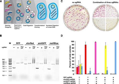 Figure 1 From Crisprcas9 Assisted Transformation Efficient Reaction Crater For Near Perfect