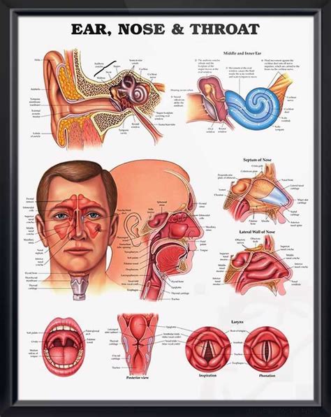 The Link Between The Ear And Nose Exploring The Connection Diagram