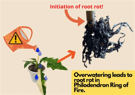 Philodendron Ring Of Fire [propagation Buying And Care Guide]