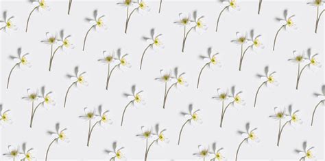 봄 앵초 꽃 아네모네 네모로사 피는 야생화 흰색 배경에 식물 패턴 봄 자연 배너 들판 식물 꽃 그래픽 꽃이있는 꽃 플랫 배너 누워 개념에 대한 스톡 사진 및 기타 이미지