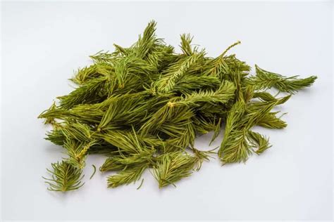 Spruce Trees Identification Benefits And 3 Uses A Complete Guide Ecowiser