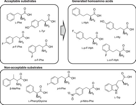Classification Of Substrates Used To Examine The Substrate Specificity Download Scientific