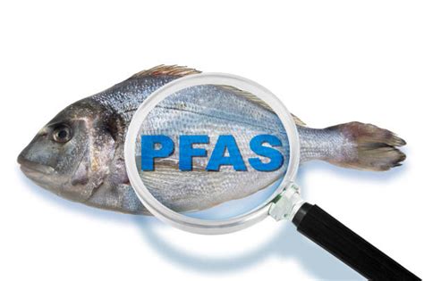 500개 이상의 Pfas 스톡 사진 그림 및 Royalty Free 이미지 Istock