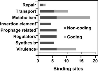 Functions Associated With Noncoding And Coding DNA Regions Bound Download Scientific Diagram