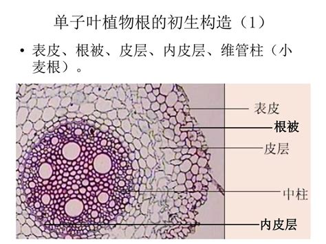 实验三：植物根和茎外形、初生及次生结构的观察 Ppt Download
