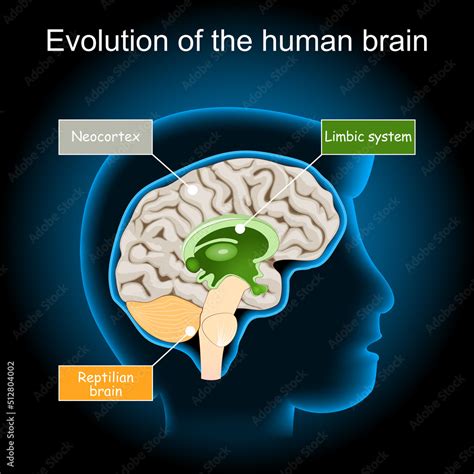 Brain Evolution From Reptilian Brain To Limbic System And Neocortex