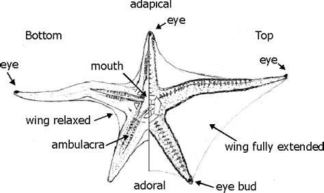 Echinodermata Anatomy Starfish Dissection Biology Junction