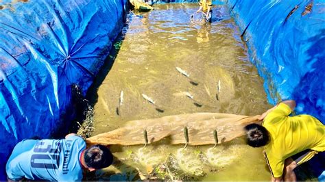 Catching Fish In The Pond Pulling In Too Many Fish Nets YouTube