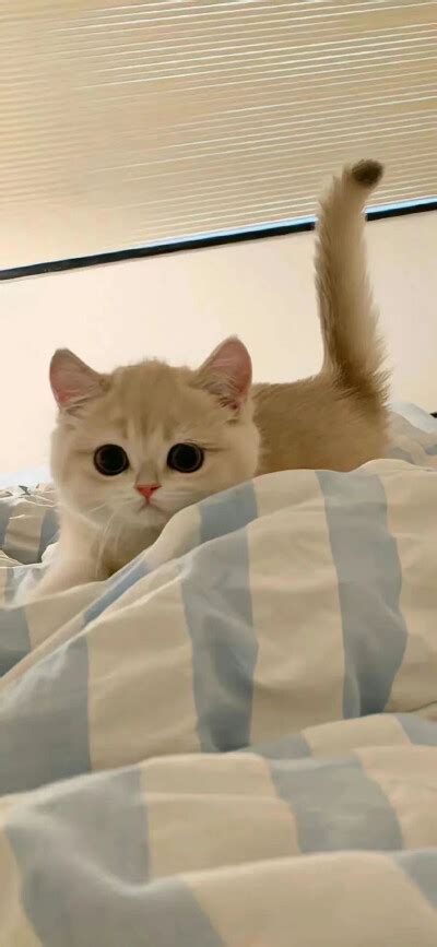 动漫壁纸横屏 堆糖，美图壁纸兴趣社区