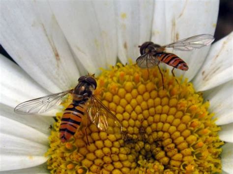 Les Diptères Mouches Et Moustiques