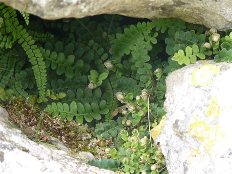 Hutton Roofs Special Ferns And More Asplenium Ceterach Rusty Back Fern