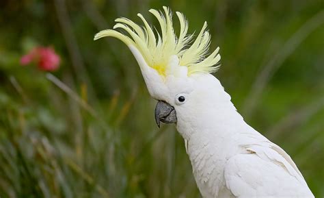 Sulphur Crested Cockatoo Cacatua Galerita