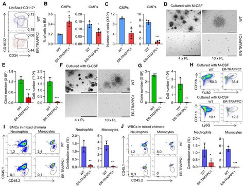 TRAPPC1 Deficiency Causes A Dramatic Reduction Of CMPs With Impaired Download Scientific