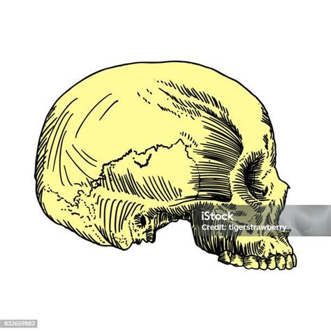 흰색 바탕에 낮은 턱 없이 두개골의 흑백 해부학 도면 풍 화 박물관 품질 상세한 손으로 그린 그림 벡터 예술입니다 건강관리와 의술에 대한 스톡 벡터 아트 및 기타 이미지