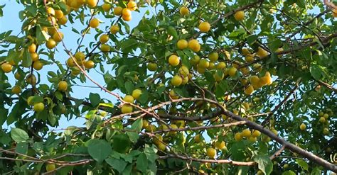 2024 년 가지 경치가 좋은 계절 과수원 과일 과즙이 많은 광합성 나무 나뭇잎 노란색 농업 농업 경제학 농작물 농장 딸라 무성한 밝은