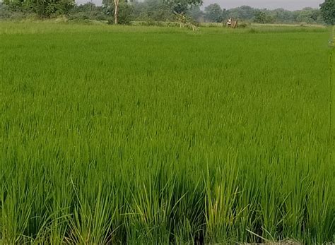 မြို့သစ်မြို့နယ်မှ နွေစပါးစိုက်တောင်သူများ စပါးရိတ်သိမ်းချိန် မိုးများမည်ကို စိုးရိမ