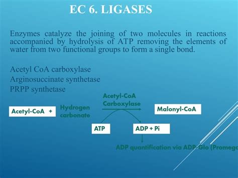 Enzymes Introduction And Classification Ppt