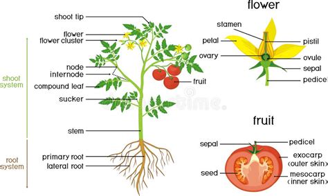 Tomato Plant Root Stock Illustrations 1 900 Tomato Plant Root Stock Illustrations Vectors