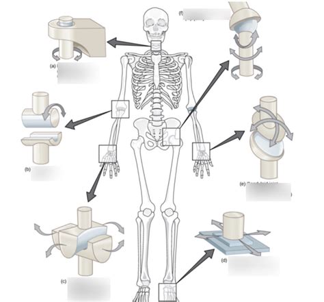 Anatomy Exam Joint Types Diagram Diagram Quizlet