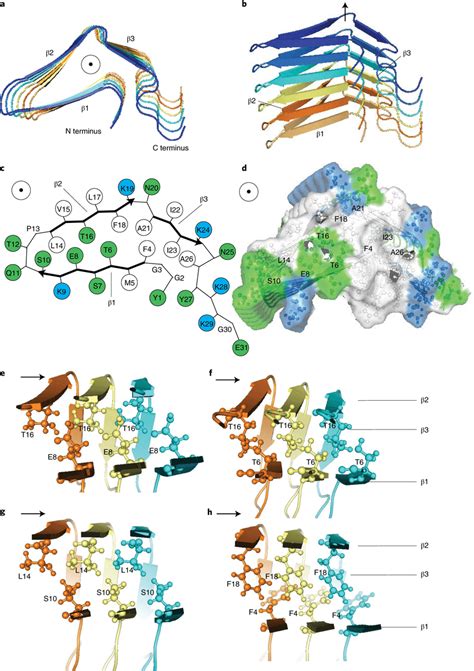 3d Structure Of β Endorphin Amyloid Protofibrils A B Top A And Side Download Scientific