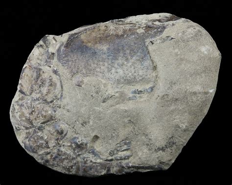 28 Cretaceous Fossil Lobster Meyeria England 60308 For Sale