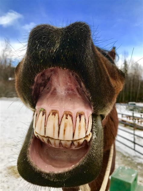 Happy Weekend Horses