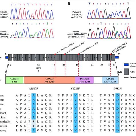 Clinical Features Of Six Sporadic Cases With Scn8a Gene Mutation