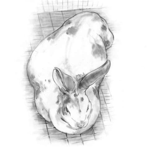 How To Tell If A Rabbit Is Pregnant Mother Earth News